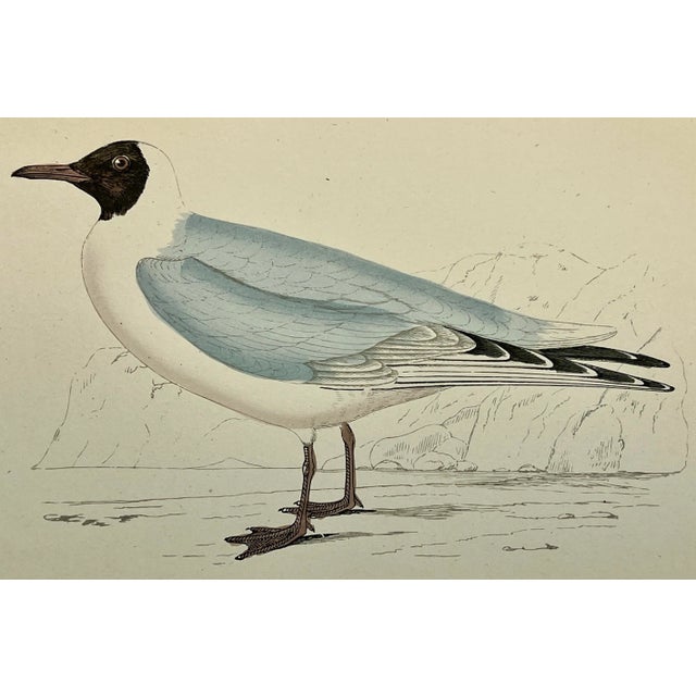Antique Hand Colored Bird Print Showcasing a Majestic Masked Gull ...