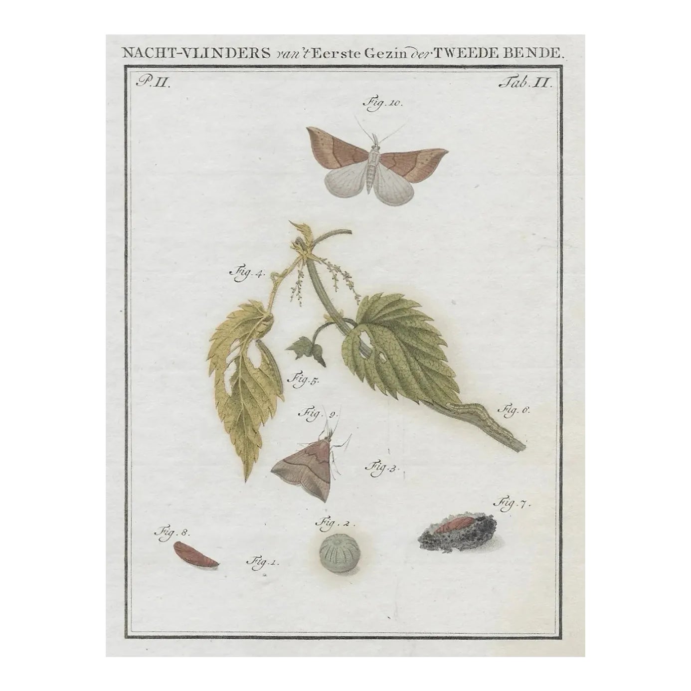 1762 Antique Dutch Moth Insect Engraving | Chairish