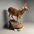 Life-Size Taxidermy Full Body Deer on Faux ConcreteBase, Barasingha ...