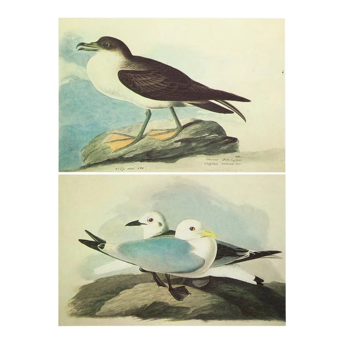1966 Vintage Cottage Print "Kittiwake Gull & Wandering Shearwater ...