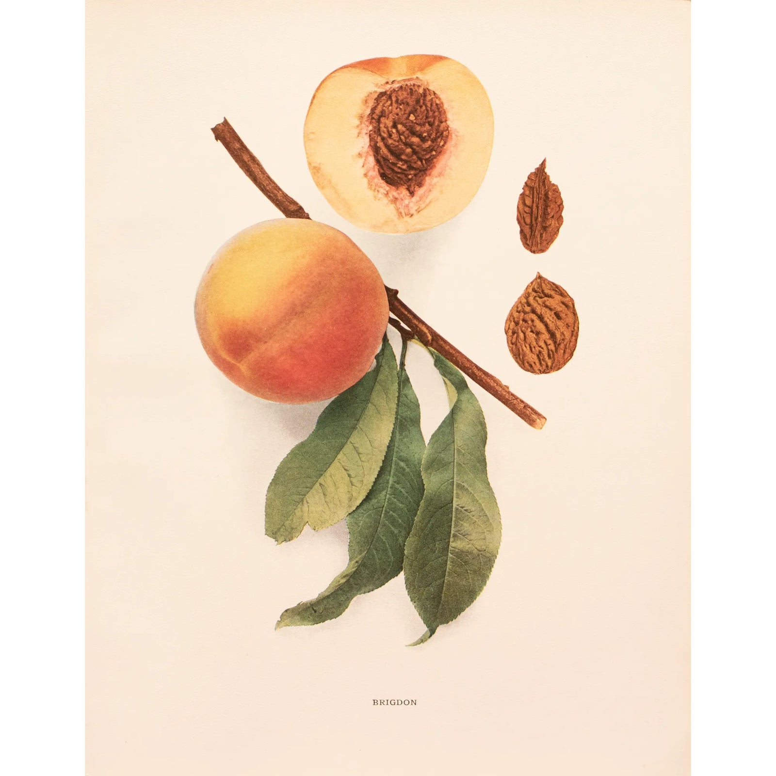 1900s U. P. Hedrick, Original Antique Photogravure of Brigdon Peaches ...