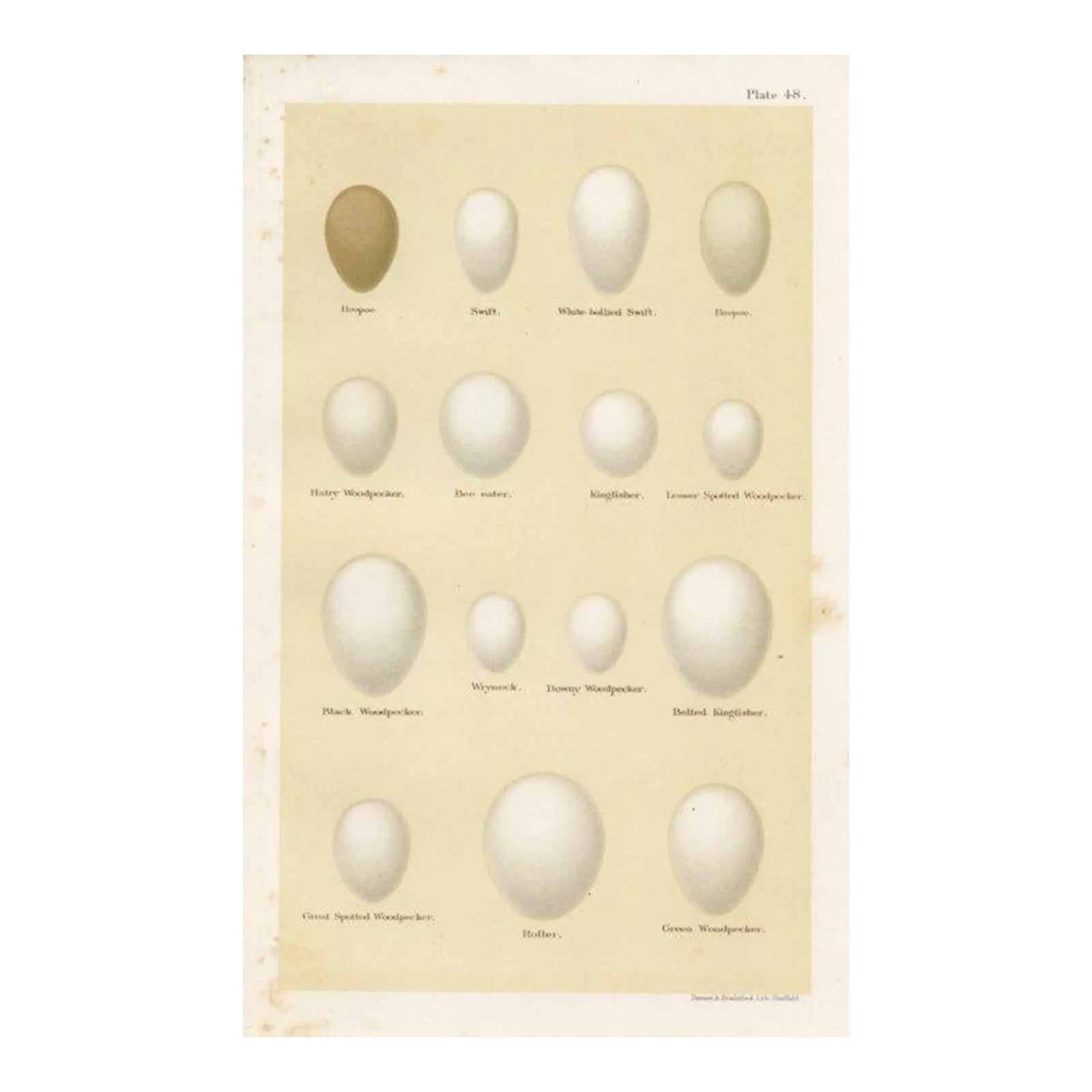 1890s, Woodpecker Bird Egg Print, Original Antique Bird Egg Print ...