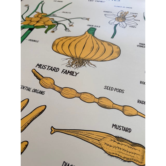 1940s Vintage Biology Science Poster | Chairish