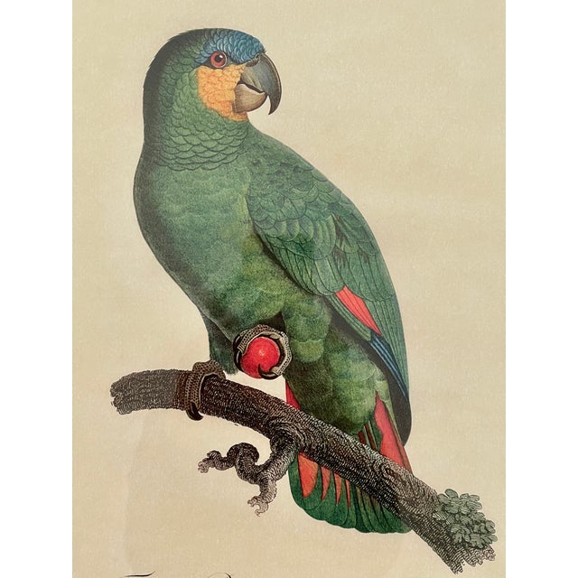 Jacques Barraband (1768-1809) Vintage Parrot Prints -- a Pair | Chairish