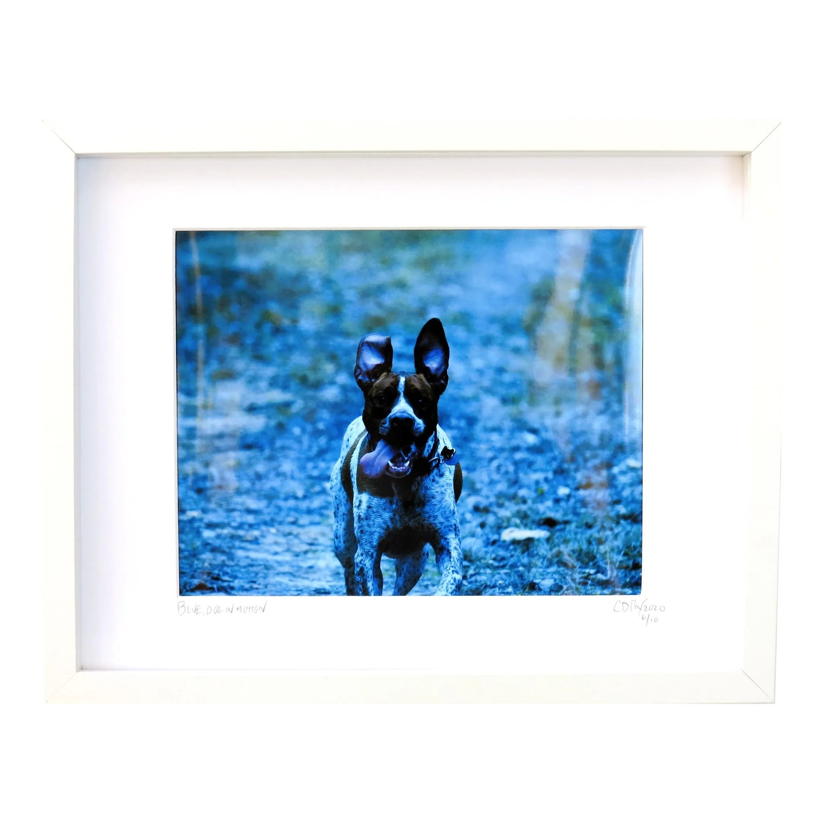 Limited Edition Framed Photography by C. Damien Fox | Chairish