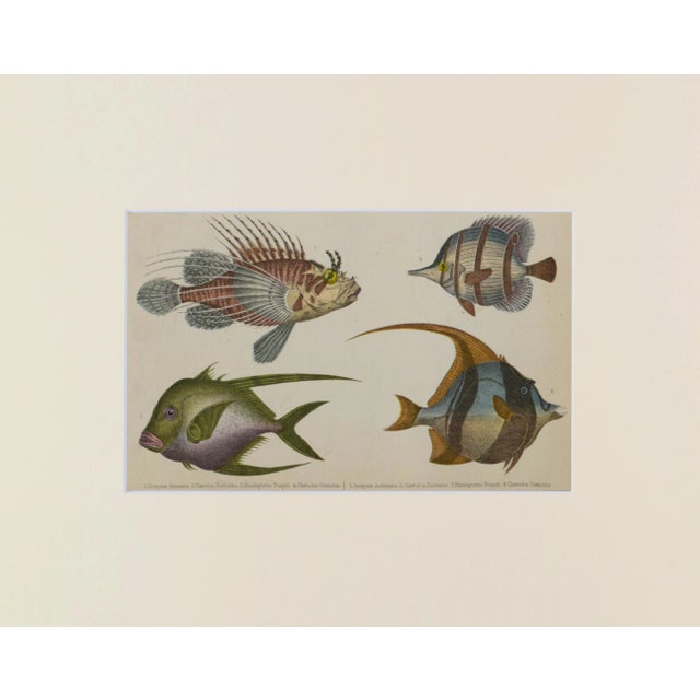 19th Century Antique English Hand Colored Fish Engraving by Goldsmith ...