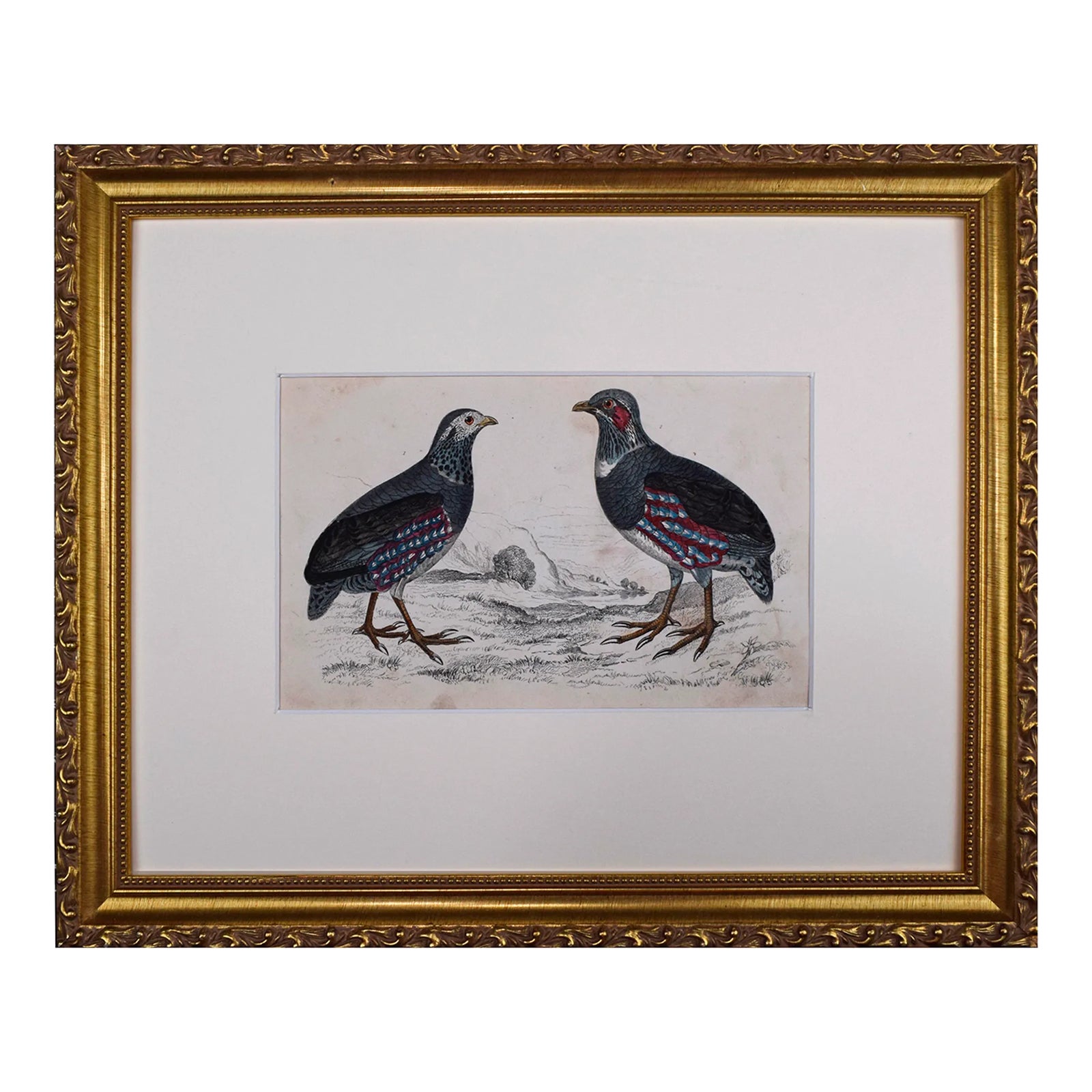 19th Century English Hand Colored Quail/Bird Engraving by Goldsmith ...