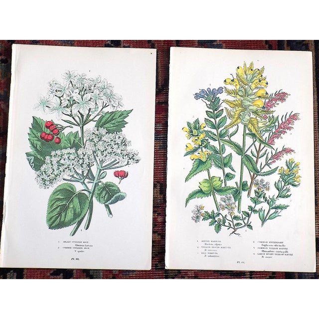 Authentic Antique 19th Century Botanical Lithographs - Set of 12 | Chairish