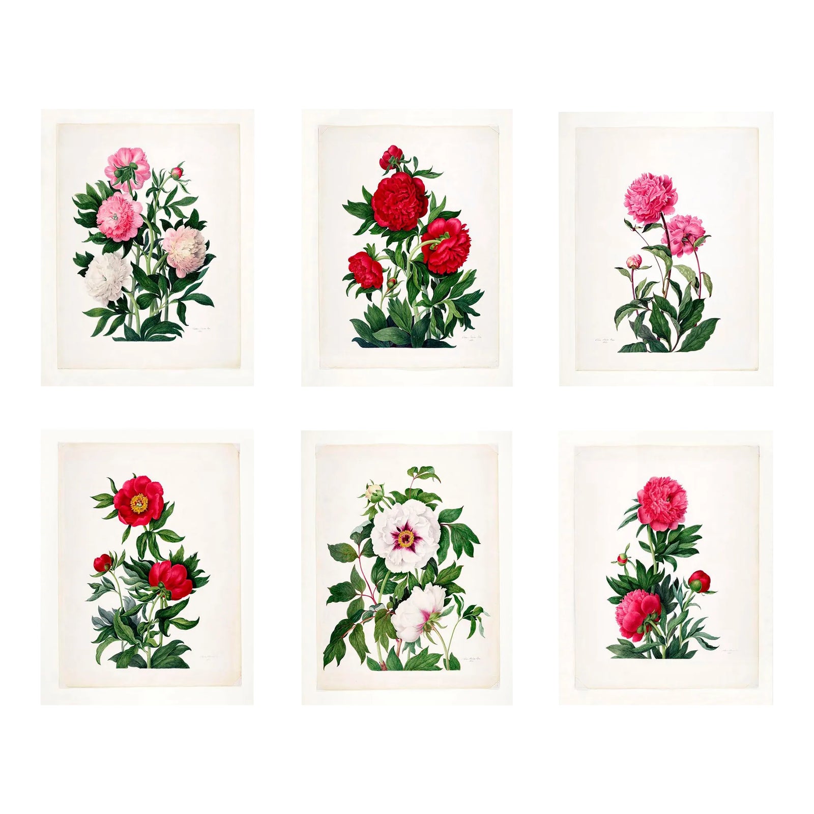 Reproduction Victorian Botanical Prints - Set of 6 Peonies - 16" X 20 ...