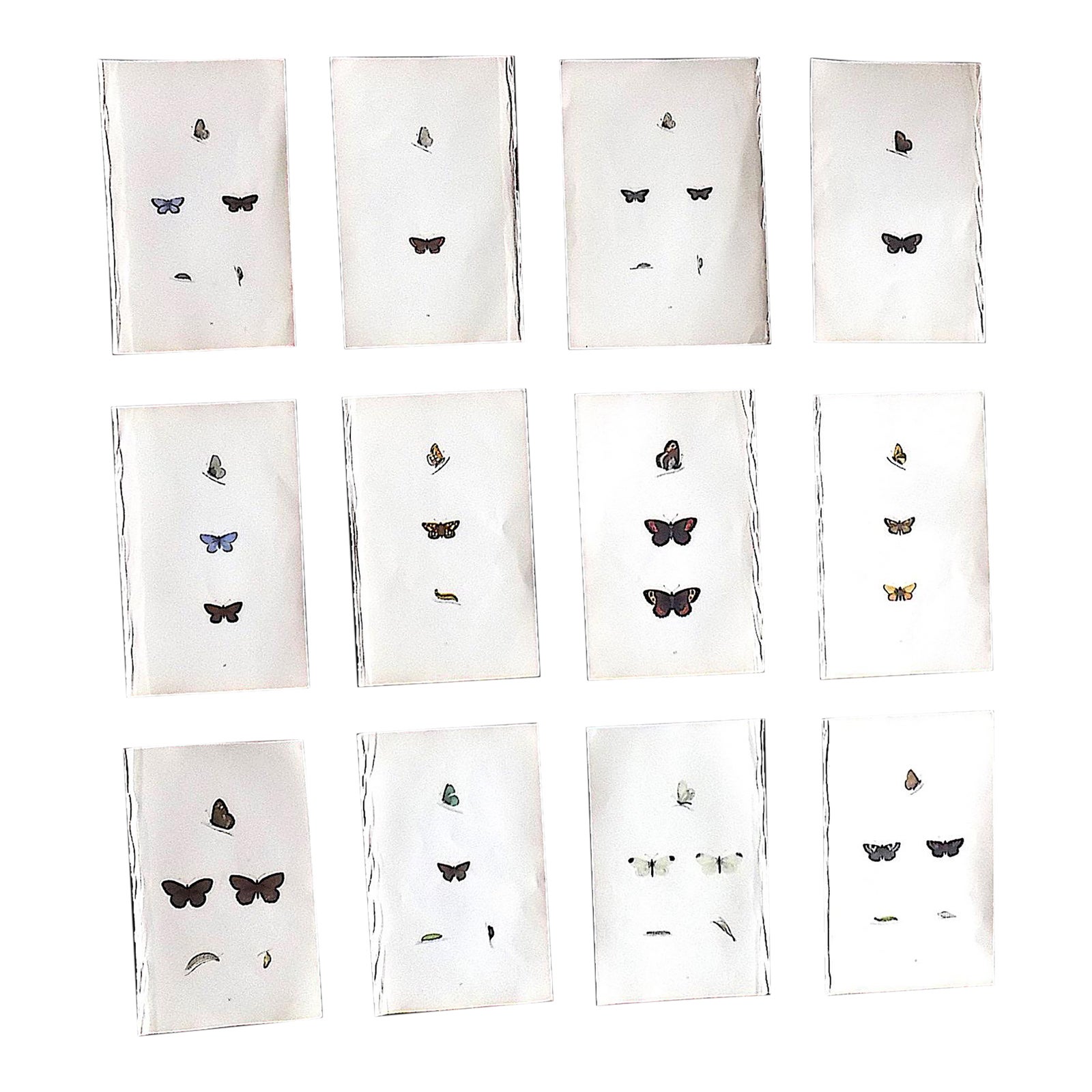 Antique 19th Century Hand Colored Butterfly Lithographs - Set of 12 ...