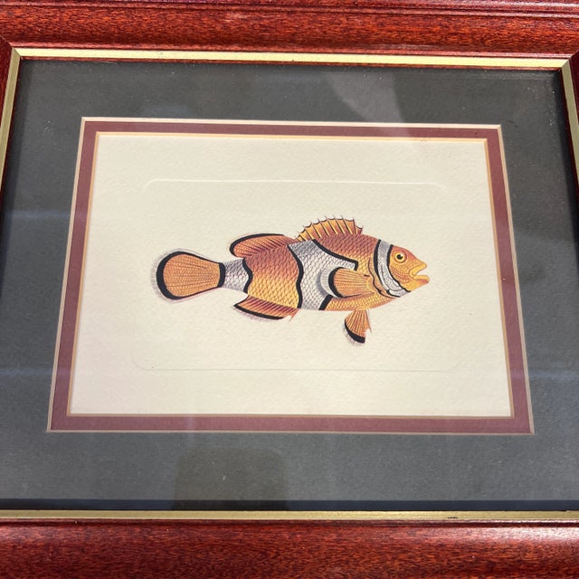 Vintage Pair of Framed Fish Prints | Chairish