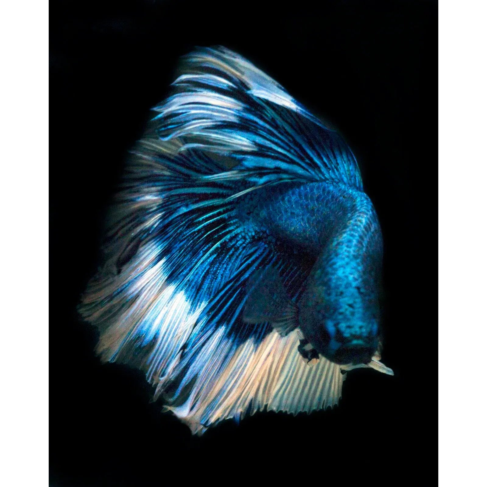 "Betta 70" Contemporary Photograph of a Fish | Chairish