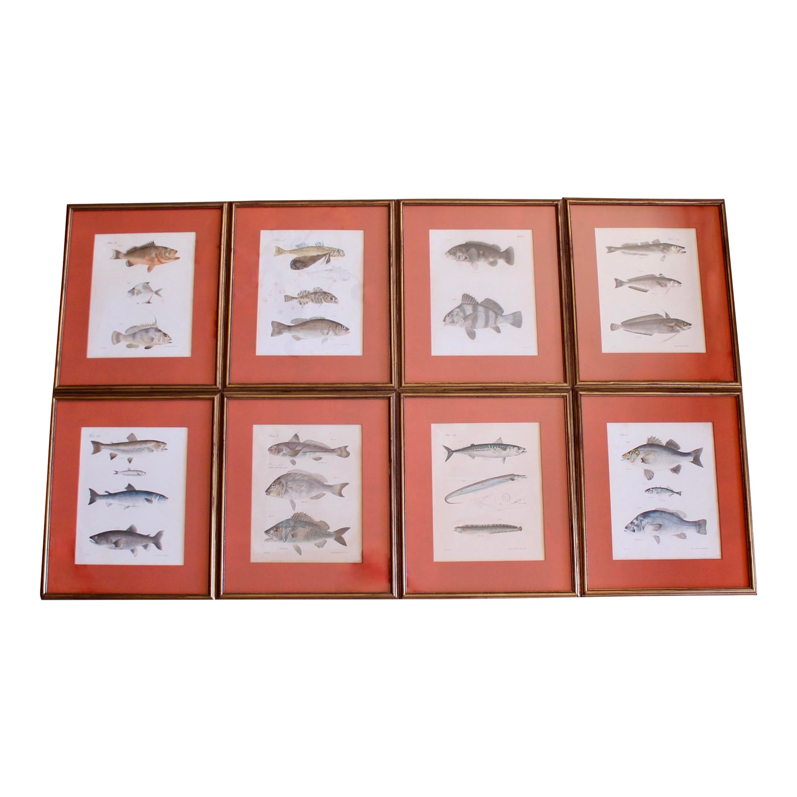 Hand Colored Fish Engravings, by John William Hill- Set of Eight | Chairish