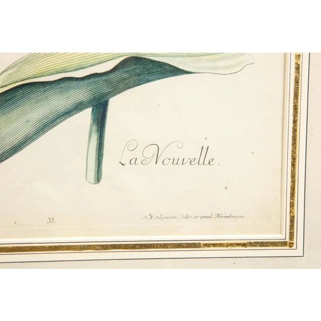 Christoph Jacob Trew "La Nouvelle" Tulip Hand-Colored Engraving 1750 ...