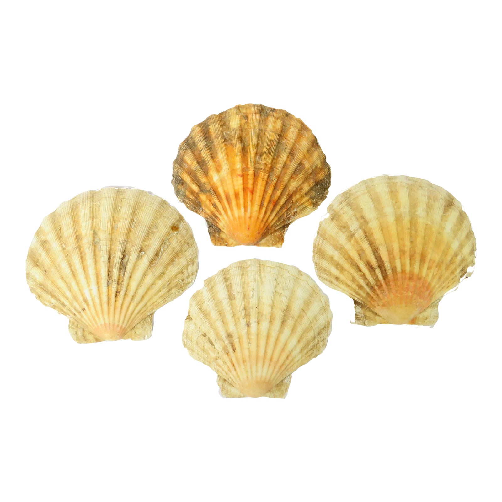 French Natural Baking Shells, Set of 4 | Chairish