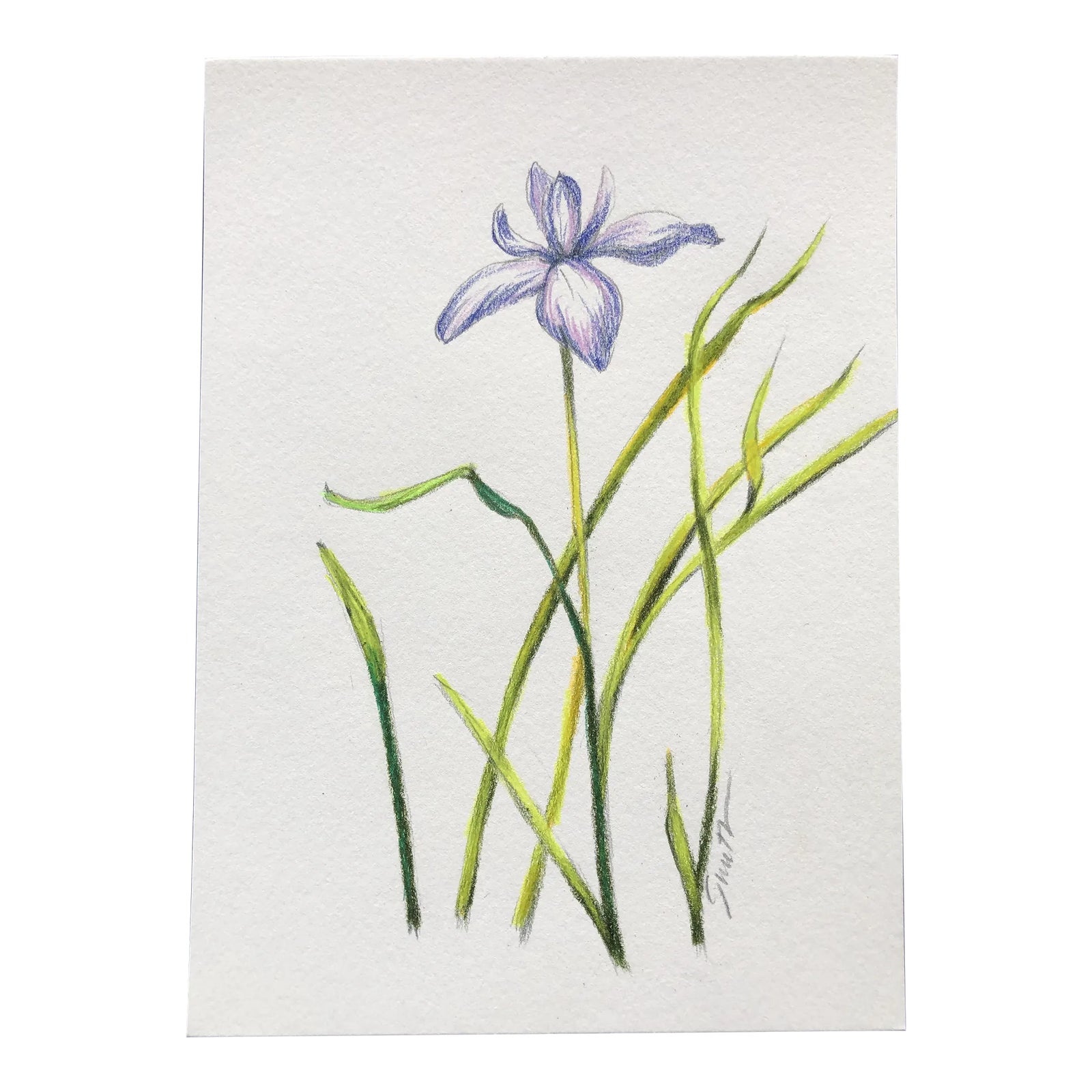 “Wild Violet” Contemporary Original Colored Pencil Botanical Drawing by ...