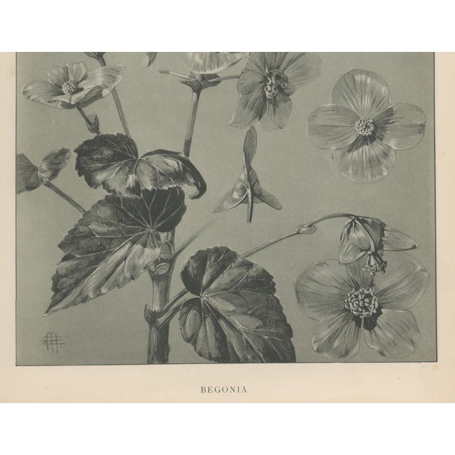 1902 French Botanical Lithograph-Begonia | Chairish