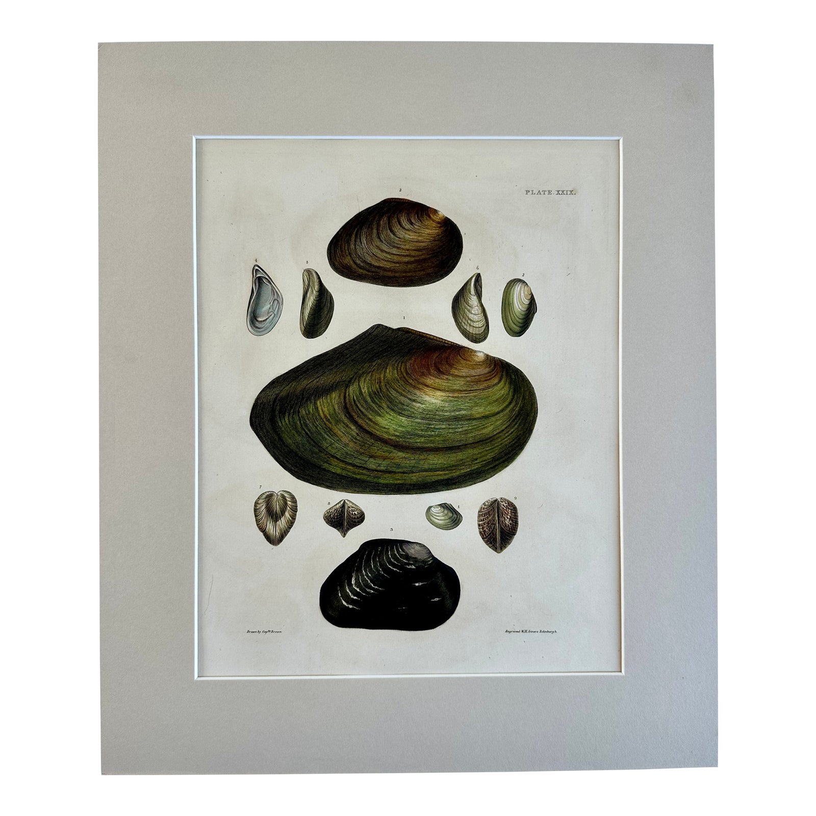 Sea Mussel Shells, 19th Century Print (Unframed) | Chairish