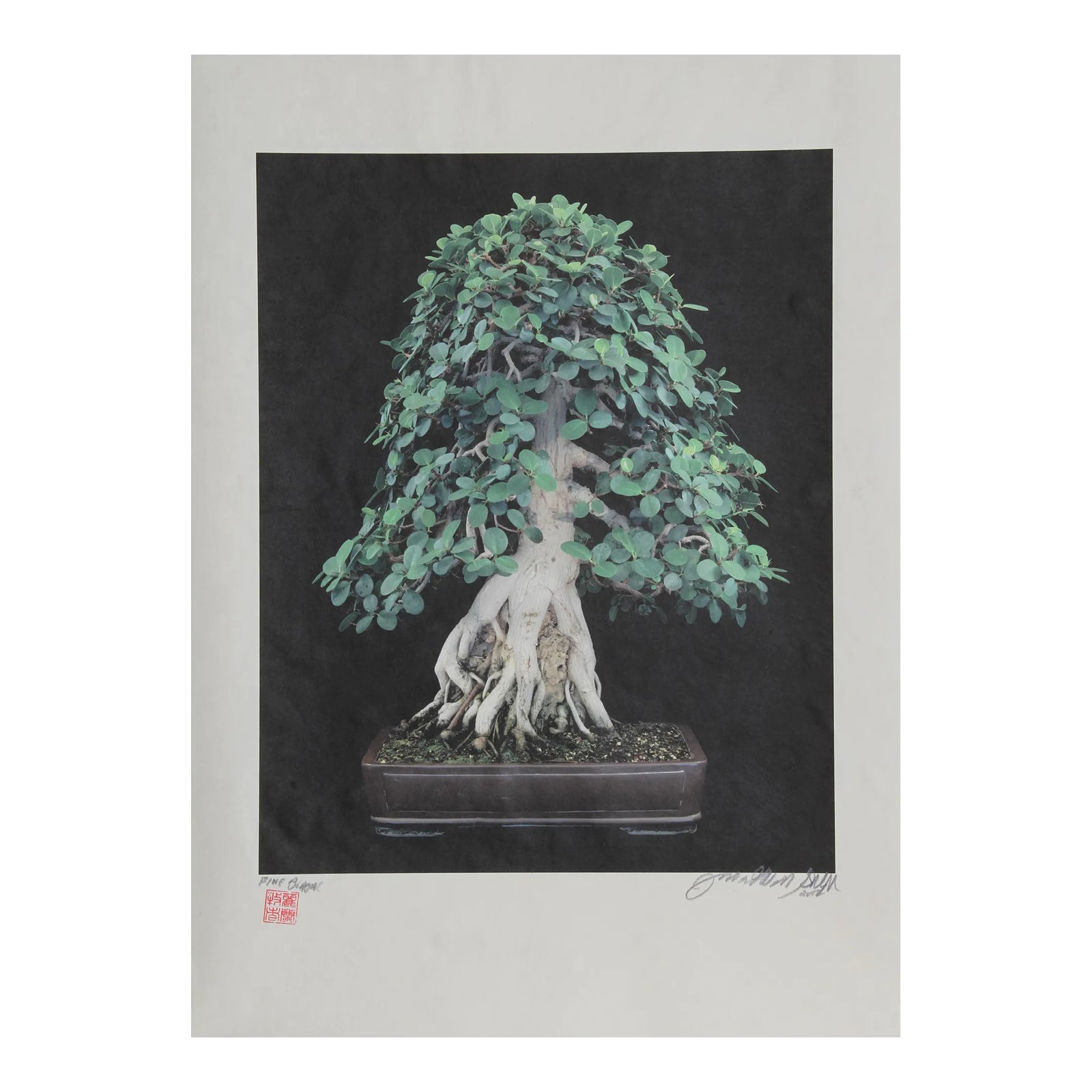Bonsai #2, Jonathan Singer, Photograph | Chairish