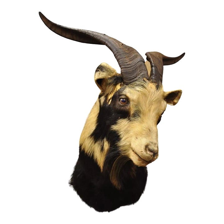 Vintage Black & Tan Catalina Longhorn Goat Ram Shoulder Mount Wall ...
