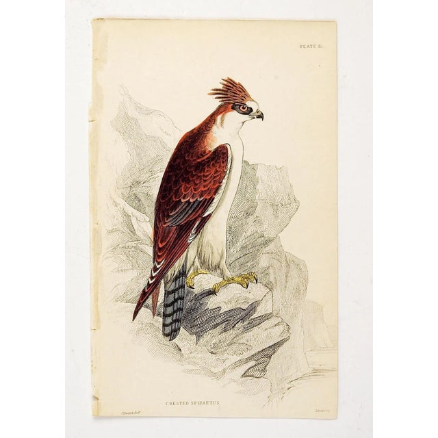 Hawk Engraving Prints by William Lizars - a Pair | Chairish