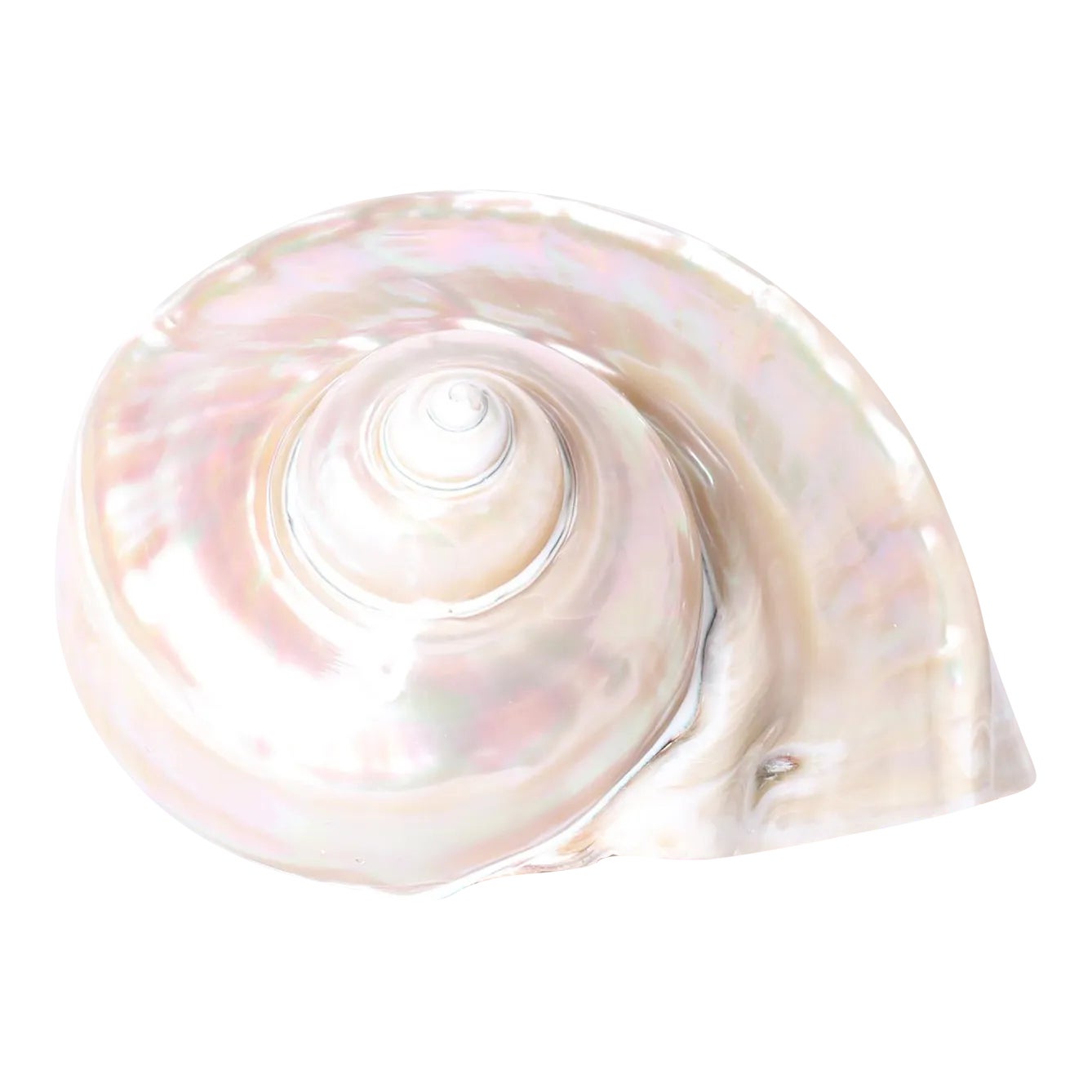 Giant Pearl Banded Turbo Shell | Chairish