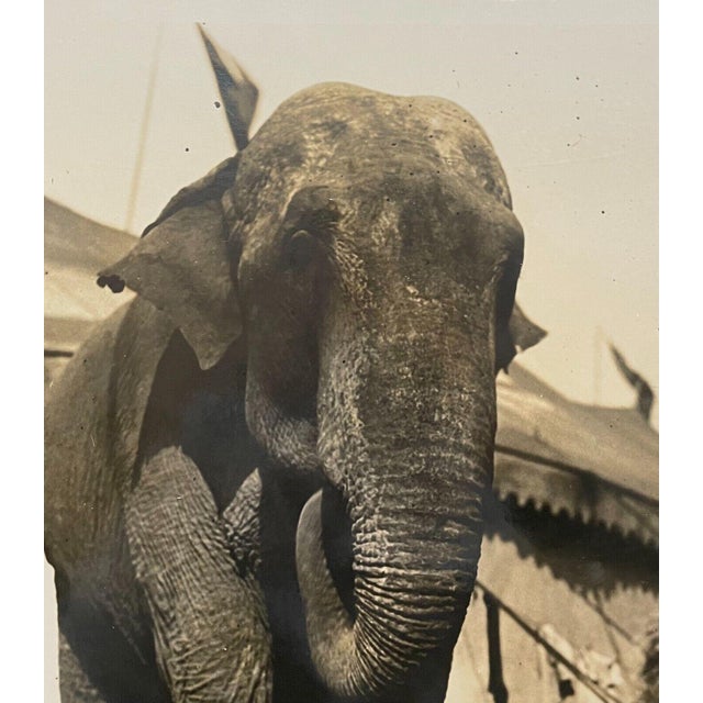 Original Ringling Bros Circus Elephant Portrait Photo - Roland Butler ...