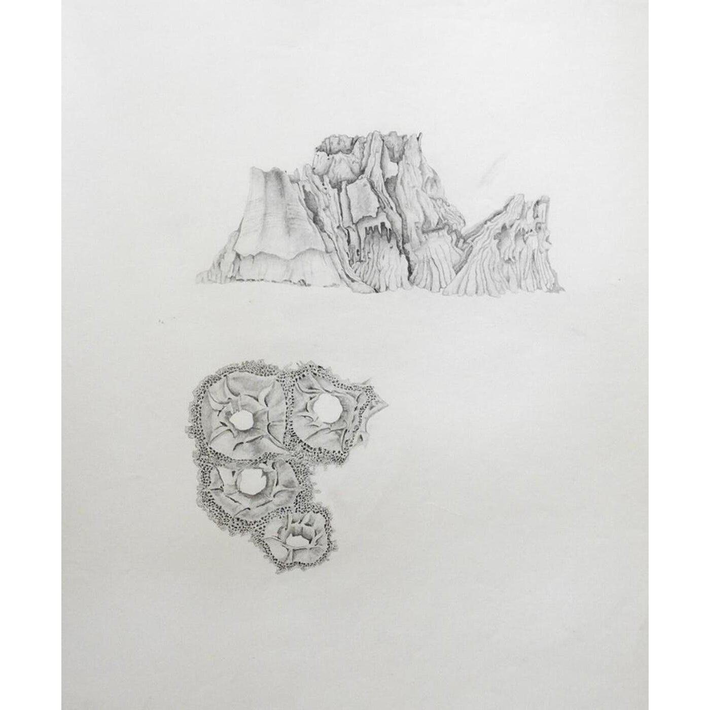 Mid 20th Century Detailed Pencil Drawing Study of Barnacles | Chairish