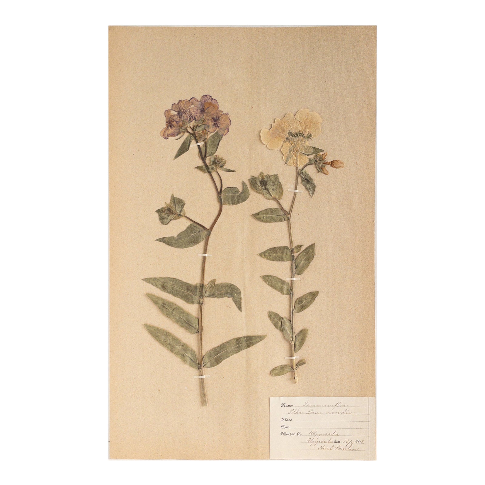 Antique Swedish Herbarium - Phlox, Circa 1903 | Chairish