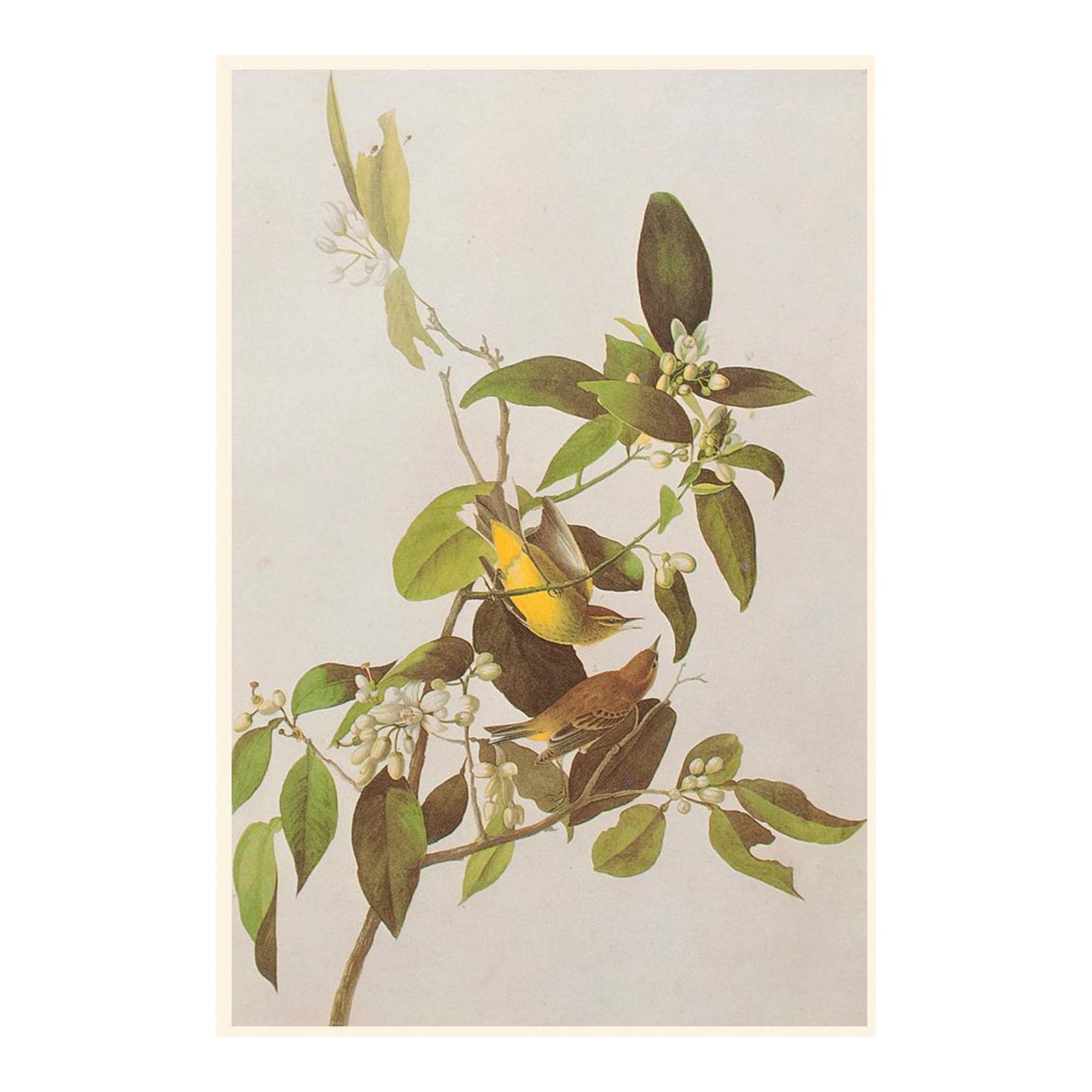 1966 Vintage Cottage Print "Yellow Red-Poll & Wood Warblers" After John ...