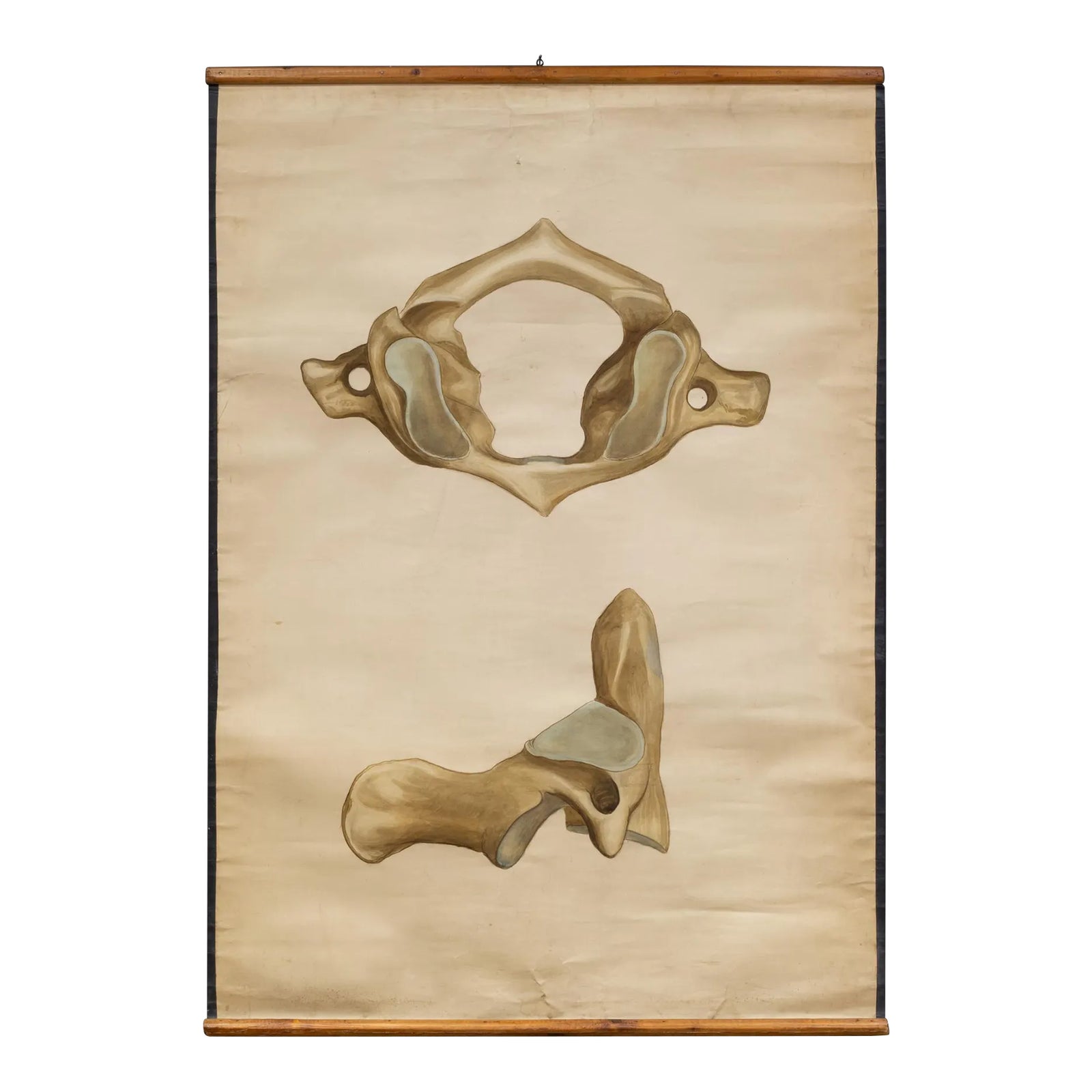Antique Medical Class Anatomy Scroll of a Pelvis C.1920-1940 (Free ...