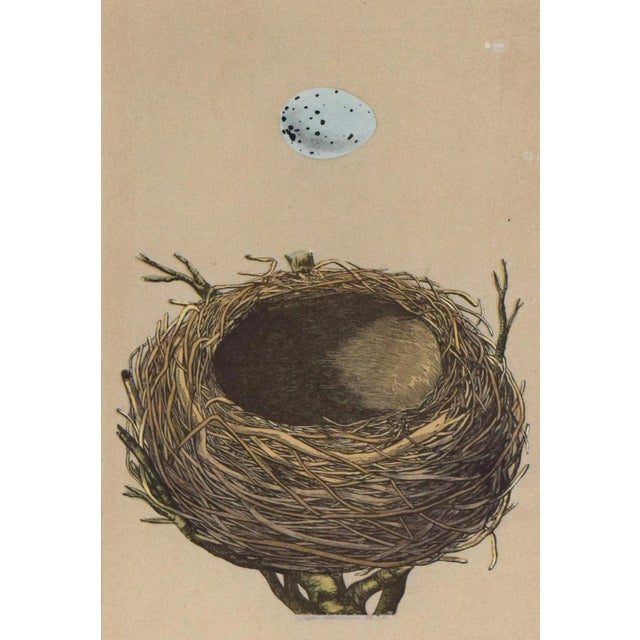 Pair of 19th C. Francis Morris Bird Nest Woodblock Prints | Chairish
