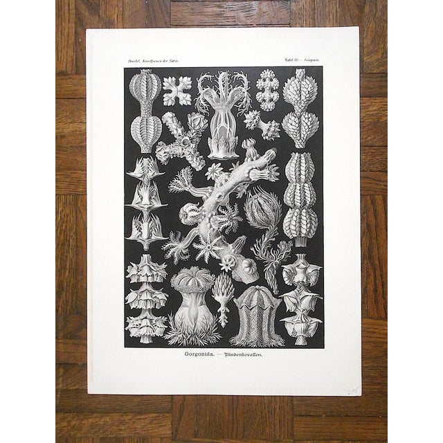 Antique 19th Century Ernst Haeckel Sea Creature Lithographs - Set of 3 ...