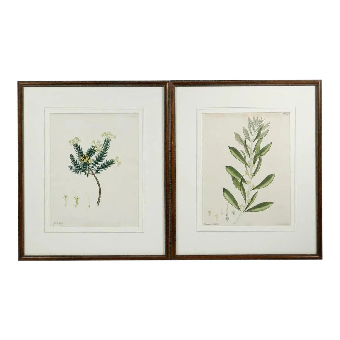 Early 19th Century English Botanical Prints, Framed - a Pair | Chairish