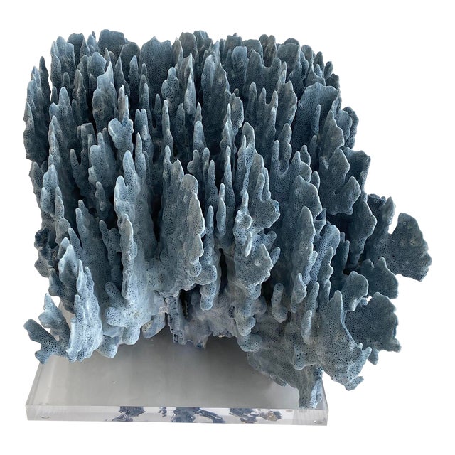 Statement Size Natural Blue Coral on Acrylic Base | Chairish