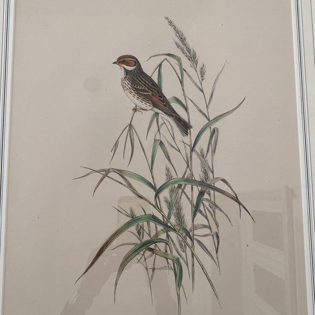 Original John Gould Bird Print Framed | Chairish