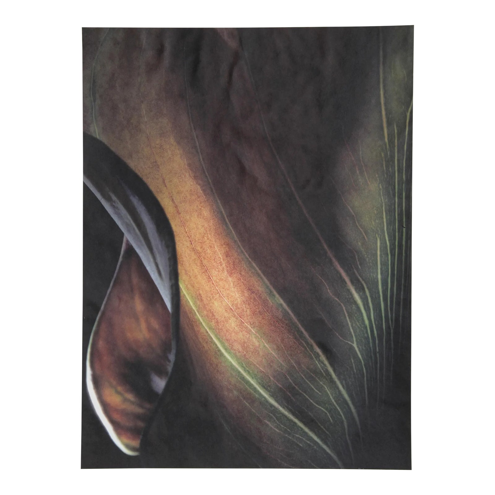 African Lea (Photo Nuage), Jonathan Singer | Chairish