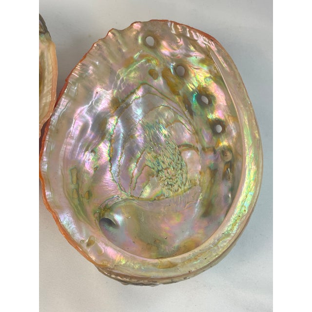 Pair of 1970s Large Polished Red Abalone Shells | Chairish