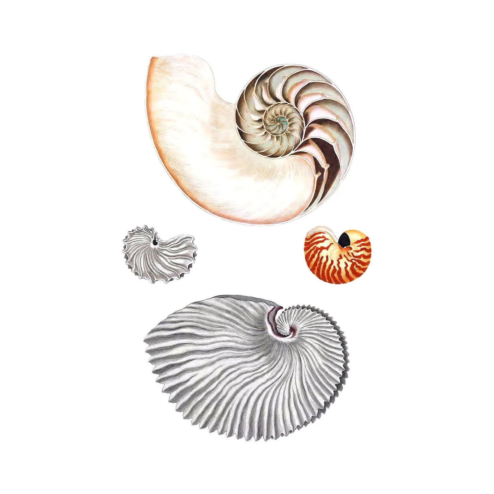 Colored Shells Curiosities Print – 16" X 20" | Chairish