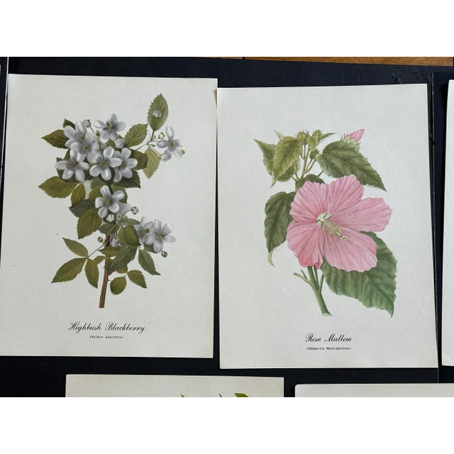 Vintage Wild Flower Botanical Art Prints | Chairish