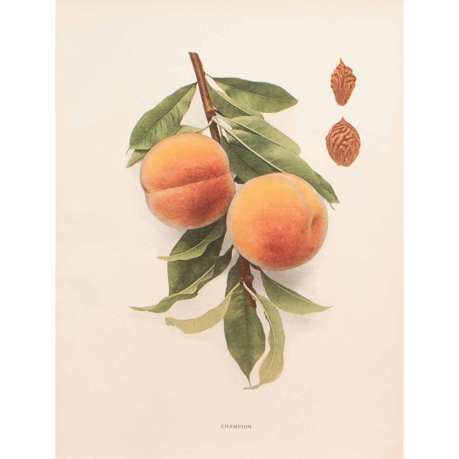 1900s U. P. Hedrick, Original Antique Photogravure of Champion Peaches ...