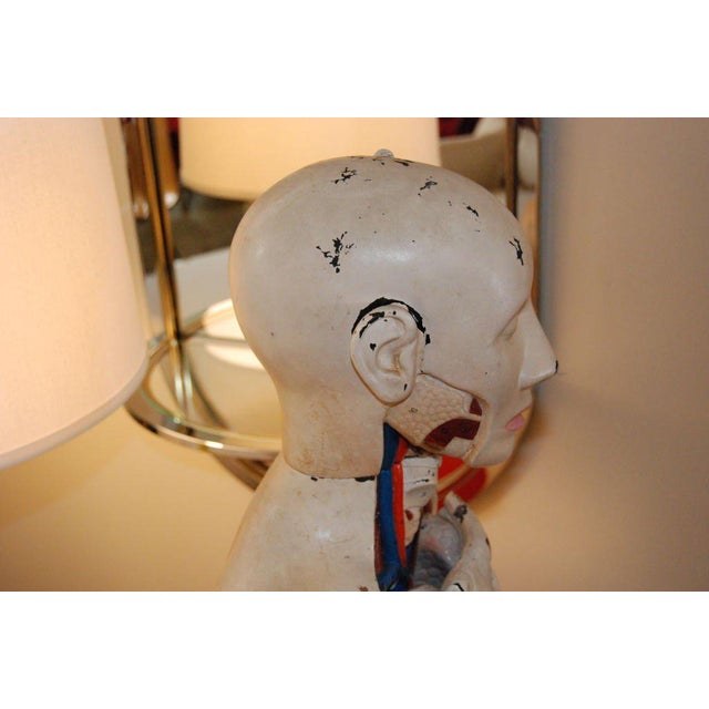 Medical Model by Denoyer Geppert | Chairish