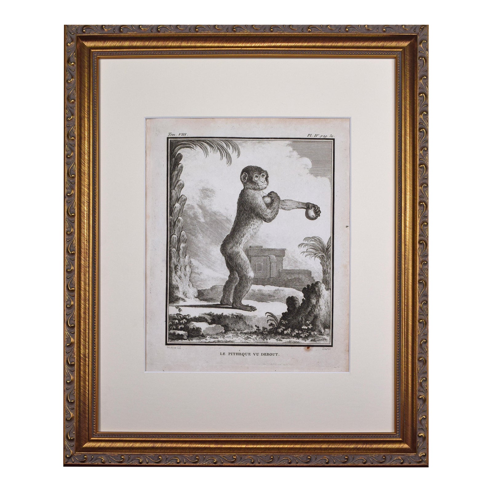 18th Century Original French Monkey Engraving by Buffon 1789 | Chairish