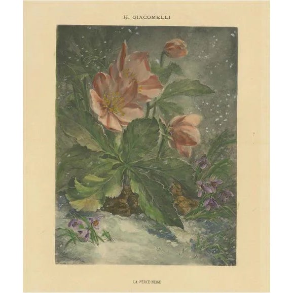 Hector Giacomelli, Snowdrops in Bloom, 1891, Paper | Chairish