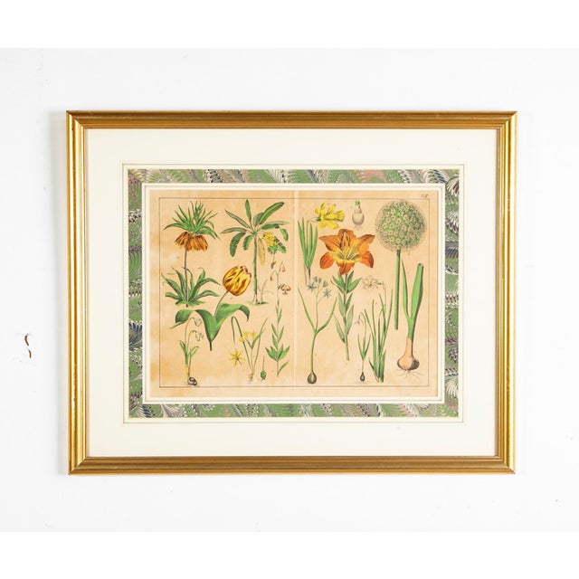 19th Century German Hand Colored Botanical Prints in Gilt Wood Frames ...