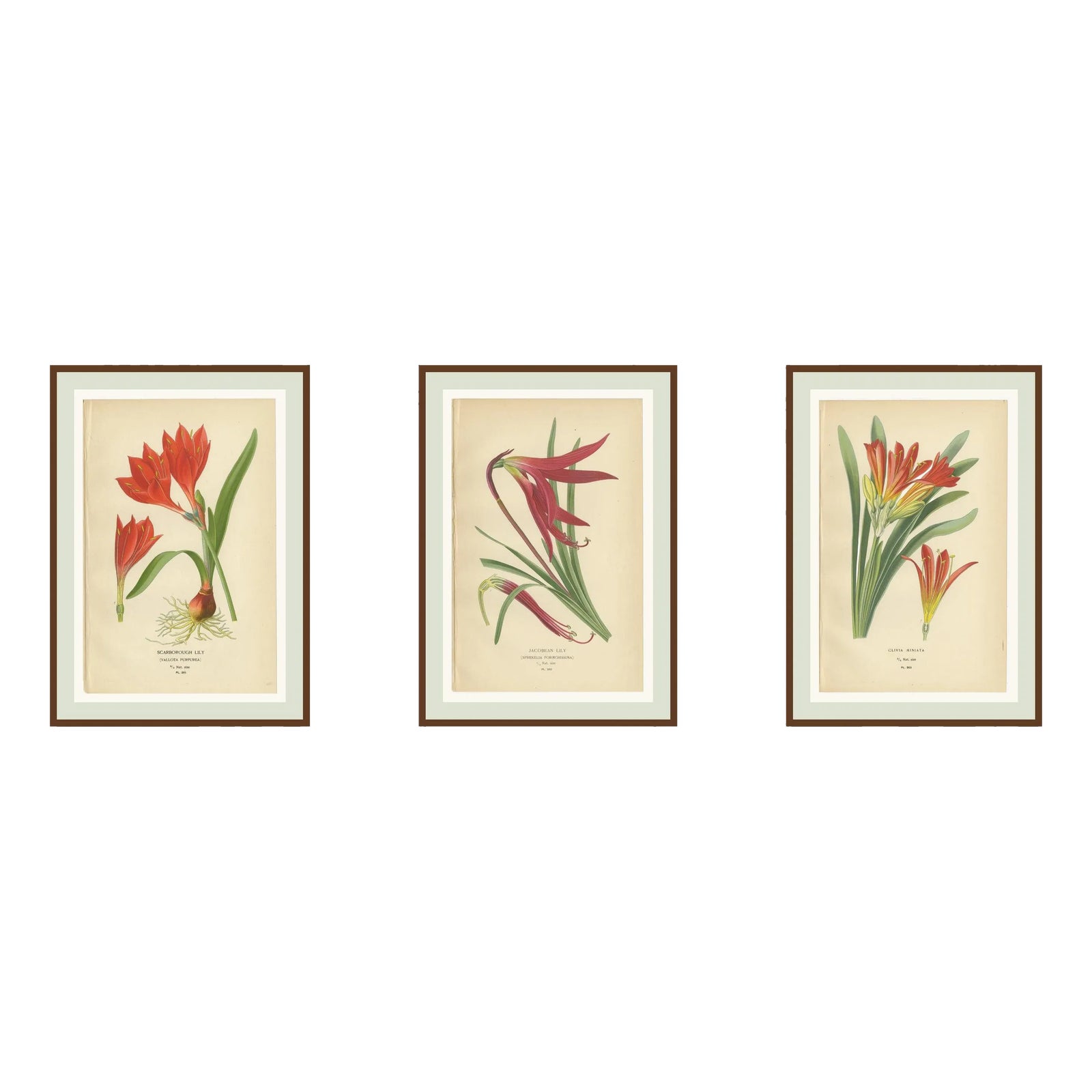 Edward Step, Scarborough Lily, Jacobean Lily & Clivia ...