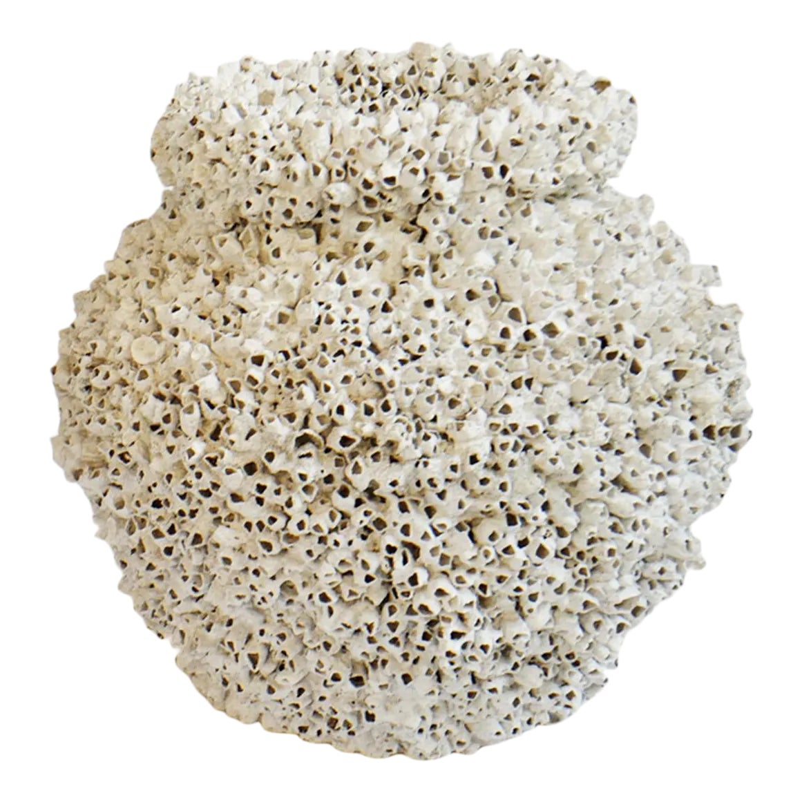 White Barnacle Shell Pot | Chairish
