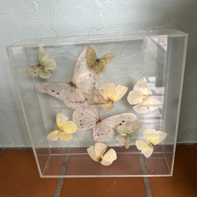 Vintage 1979 Lucite Shadow Box With Mounted Butterflies | Chairish