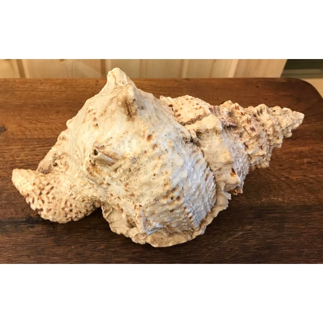Natural Conch Shell With Unusual Shape and Colors | Chairish
