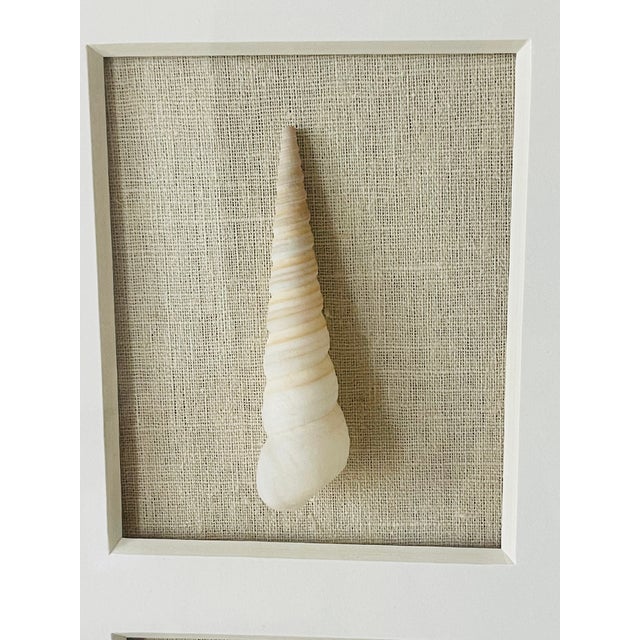 1990s Coastal Boho Sea Shells in Shadow Boxes - Set of 3 | Chairish